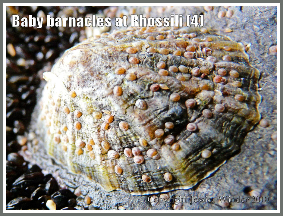 Baby barnacles on Rhossili rocks – Jessica's Nature Blog