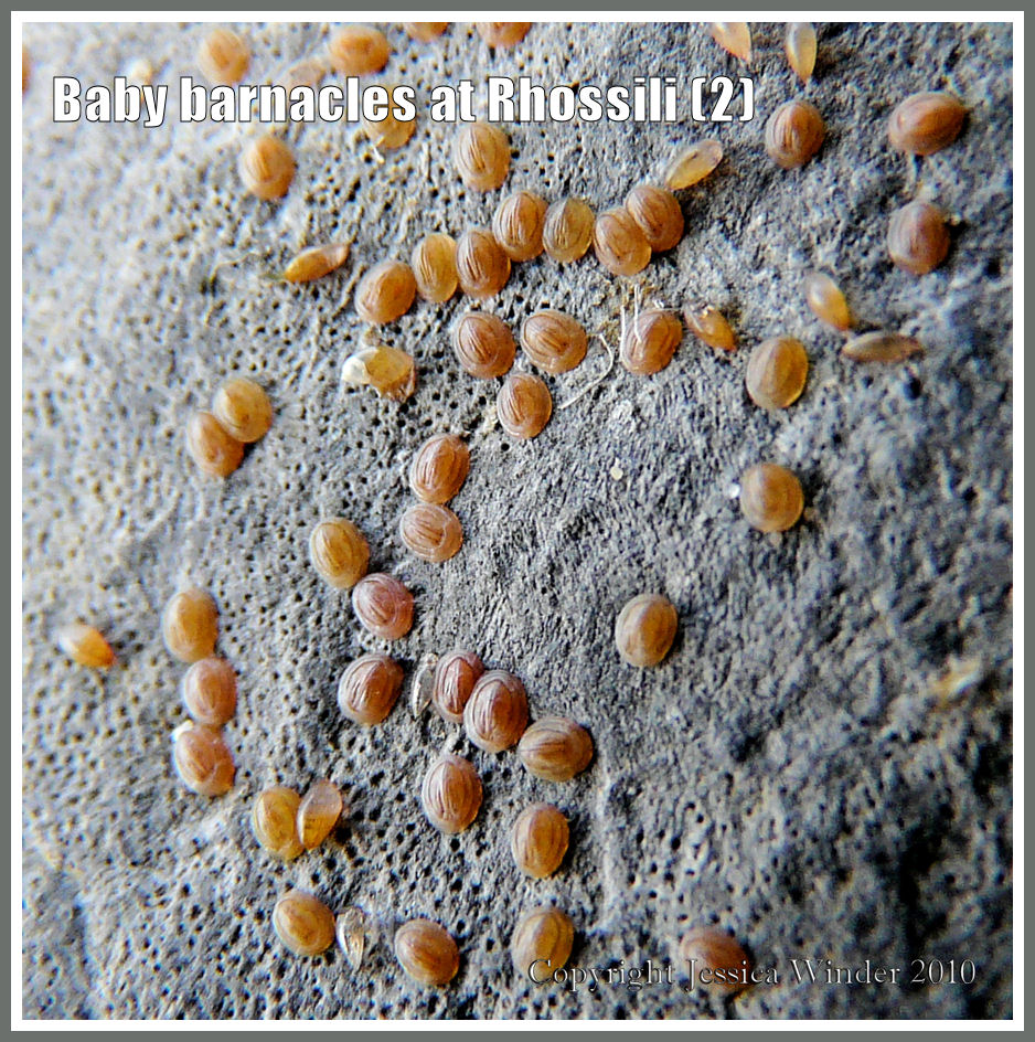 Baby barnacles on Rhossili rocks – Jessica's Nature Blog
