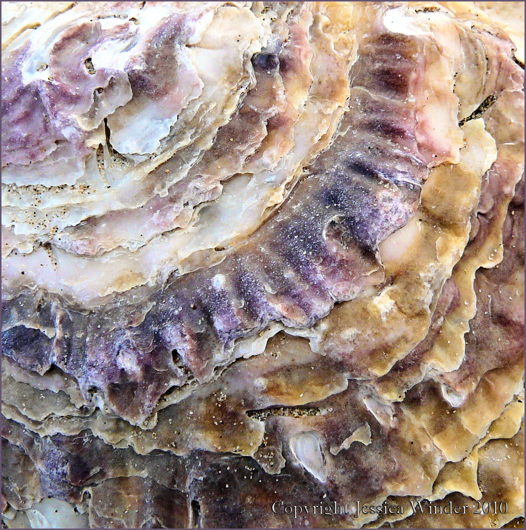 Stories that old oyster shells tell – part 1 – Jessica's Nature Blog