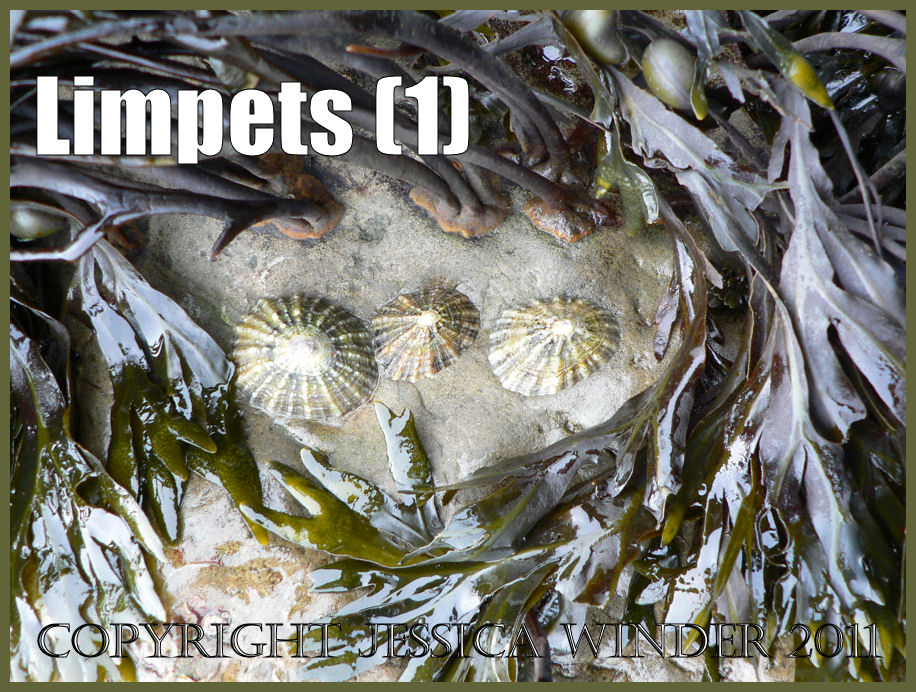 Limpets – Jessica's Nature Blog