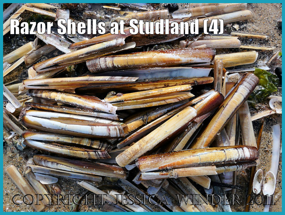 Razor Shells at Studland – Jessica's Nature Blog
