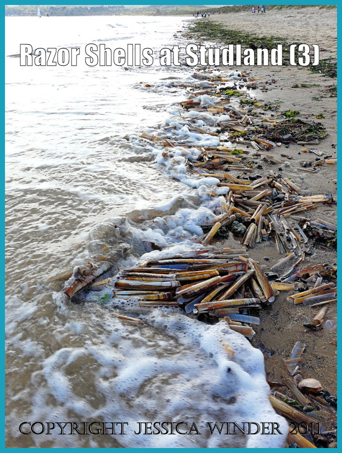 Razor Shells at Studland – Jessica's Nature Blog