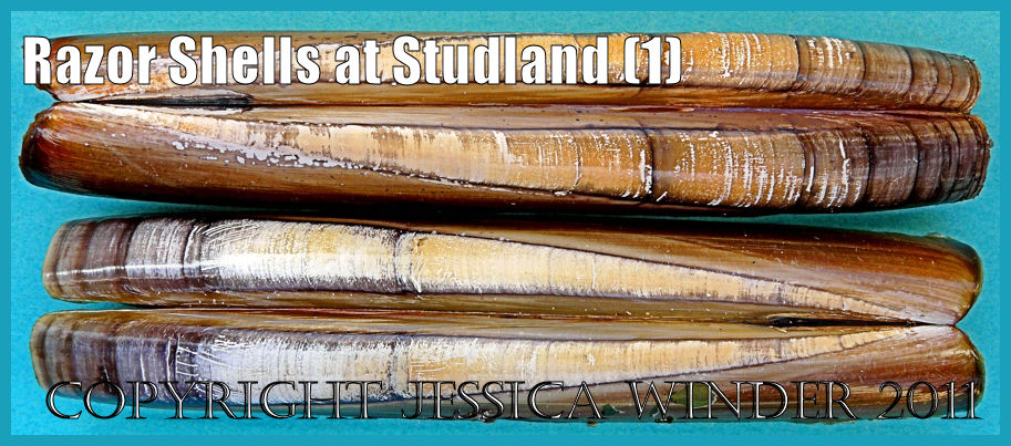 Razor Shells at Studland – Jessica's Nature Blog