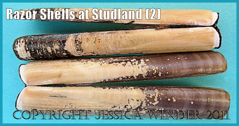 Razor Shells at Studland – Jessica's Nature Blog