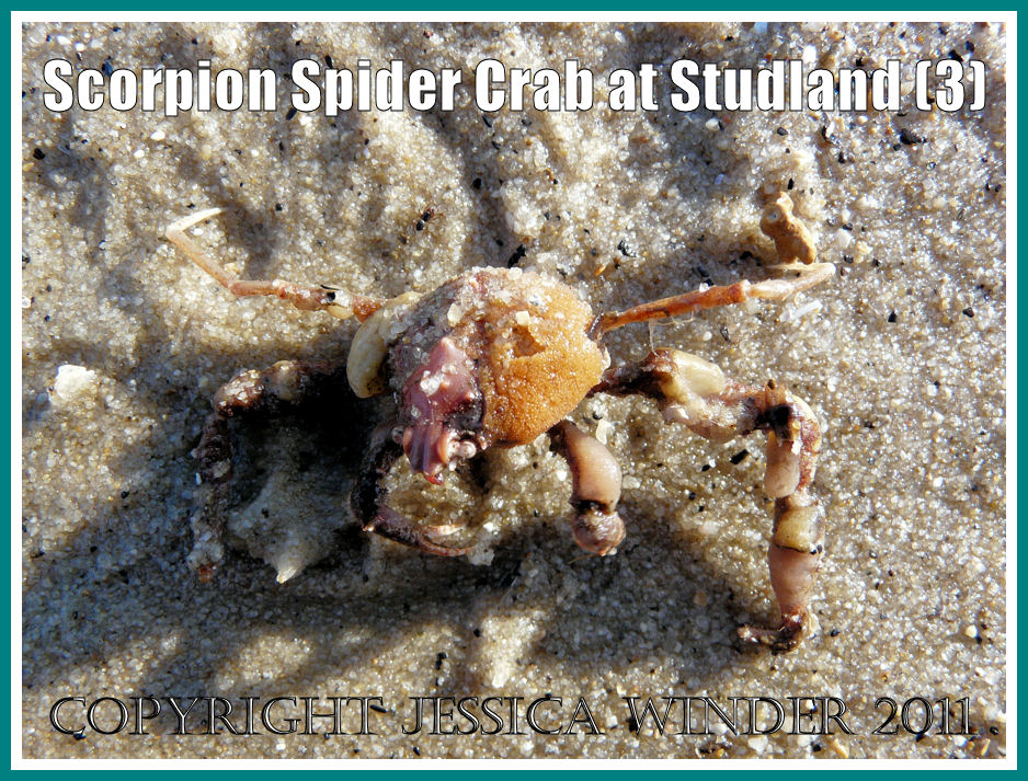 Scorpion Spider Crab from Studland’s strandline – Jessica's Nature Blog