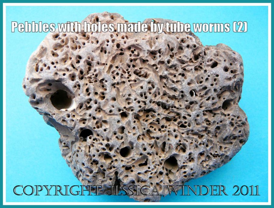Pebbles with holes made by tube worms – Jessica's Nature Blog