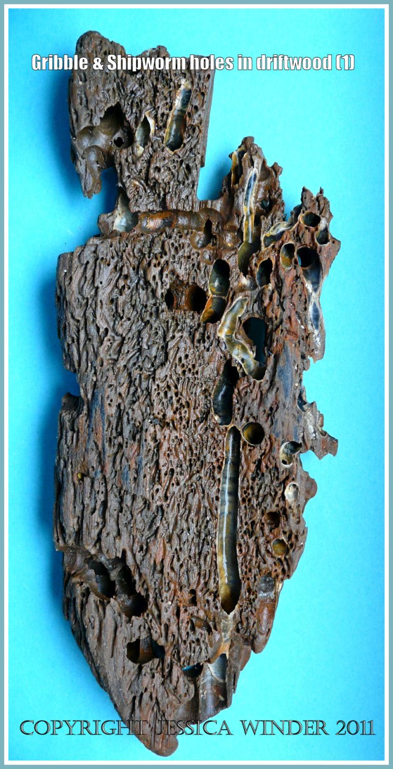 Driftwood with holes made by Gribbles & Shipworms – Jessica's Nature Blog