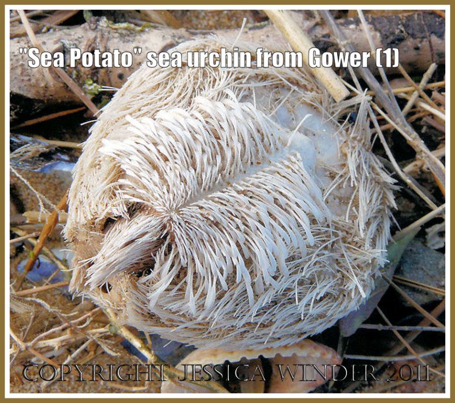 Sea Potatoes from Gower – Jessica's Nature Blog