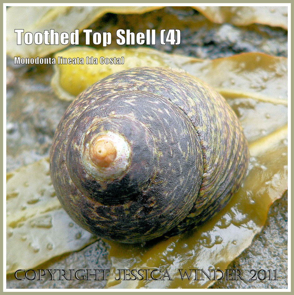 Toothed Top Shell at Ringstead Bay – Jessica's Nature Blog