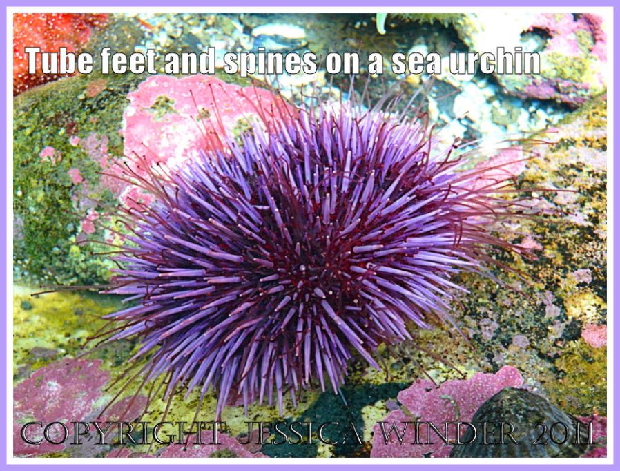 Tube feet on starfish & sea urchins – Jessica's Nature Blog