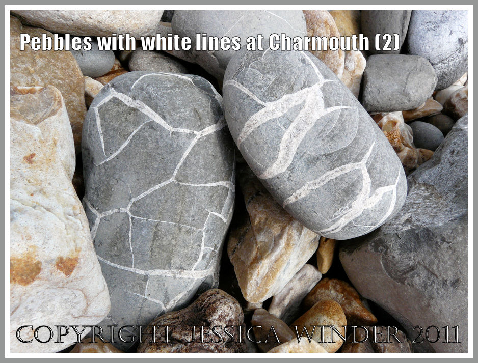 Pebbles with white lines on Charmouth beach – Jessica's Nature Blog