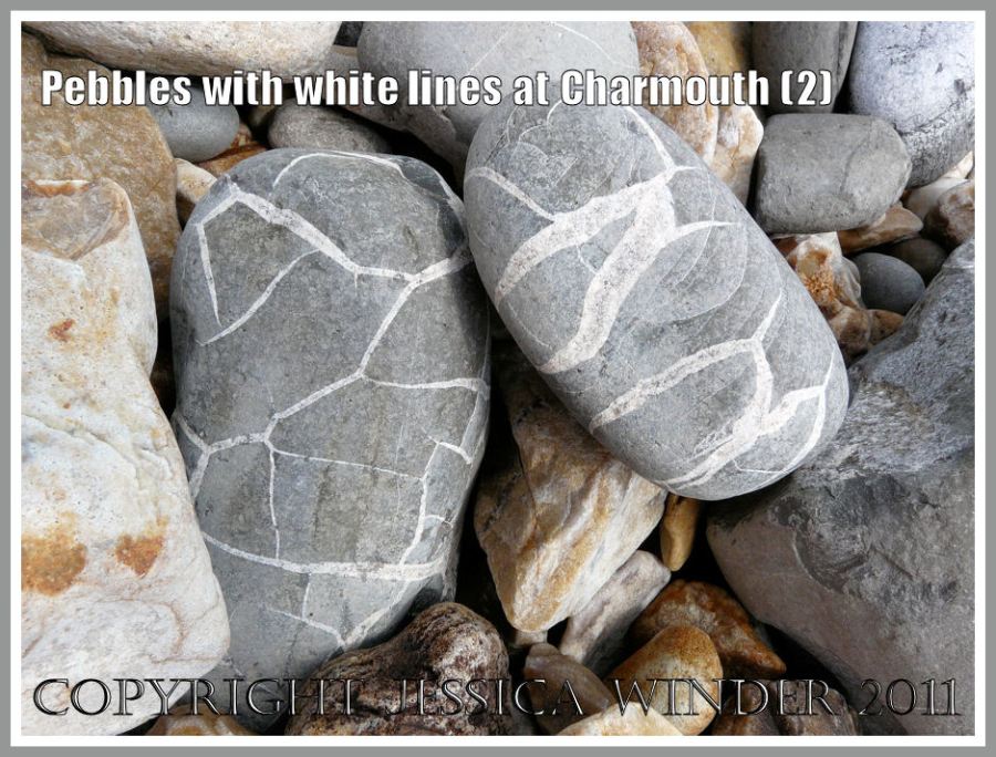 Pebbles with white lines on Charmouth beach – Jessica's Nature Blog