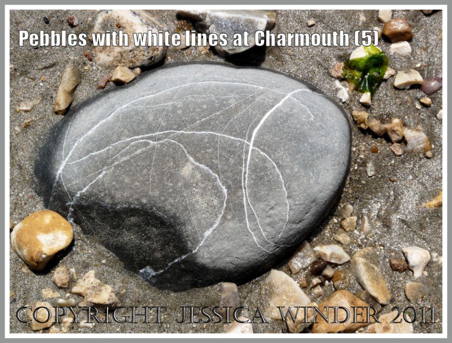 Pebbles with white lines on Charmouth beach – Jessica's Nature Blog