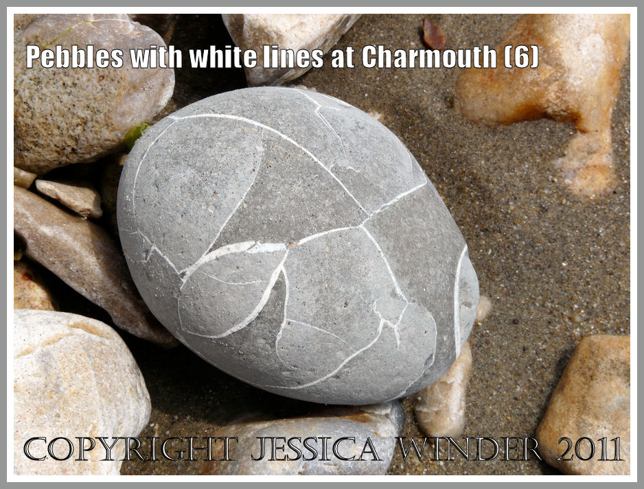 Pebbles with white lines on Charmouth beach – Jessica's Nature Blog