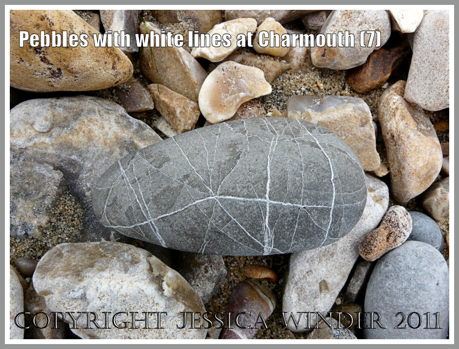 Pebbles with white lines on Charmouth beach – Jessica's Nature Blog