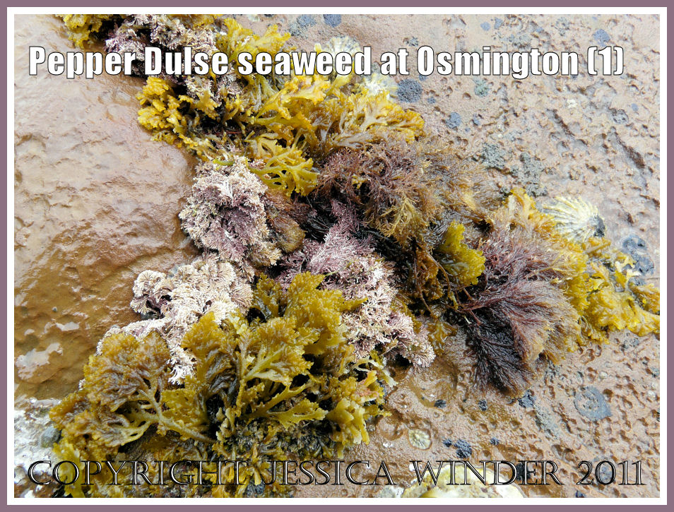Pepper Dulse seaweed at Osmington Bay – Jessica's Nature Blog