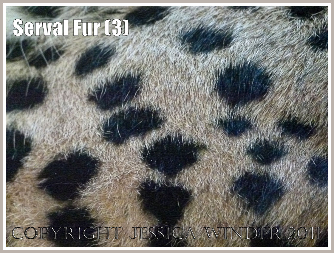 Trip to the zoo – Serval fur – Jessica's Nature Blog