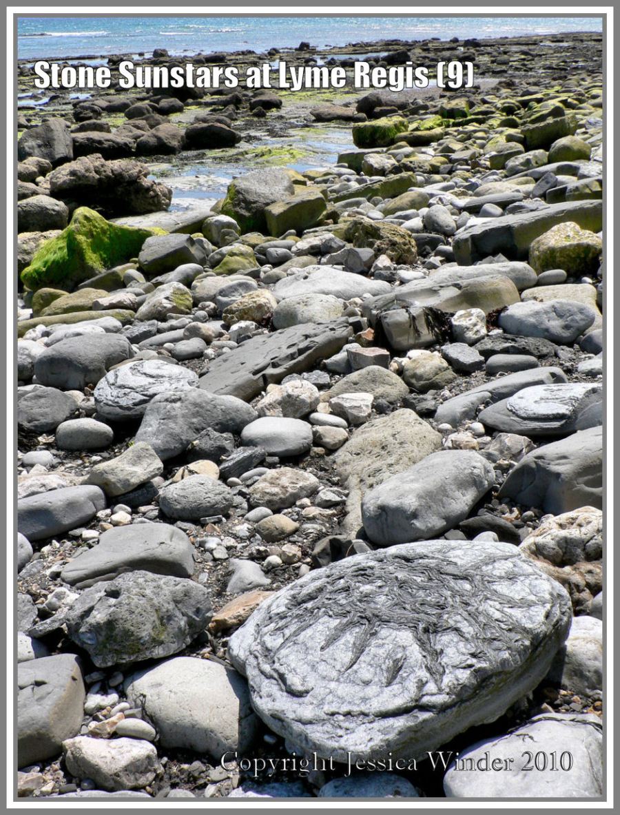 Stone Sunstars at Lyme Regis – Jessica's Nature Blog