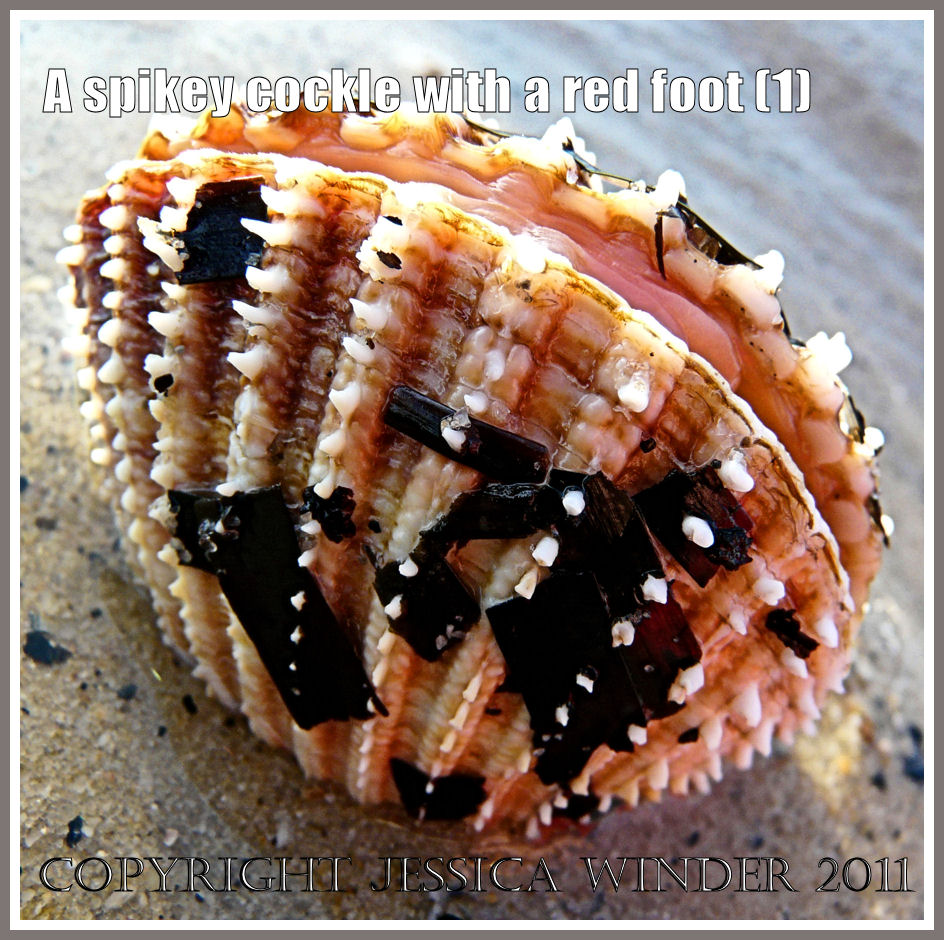 A spikey cockle with a red foot – Jessica's Nature Blog