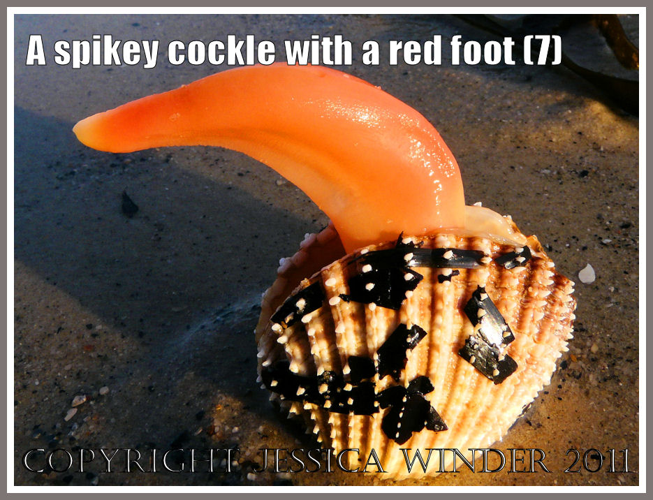 A spikey cockle with a red foot – Jessica's Nature Blog