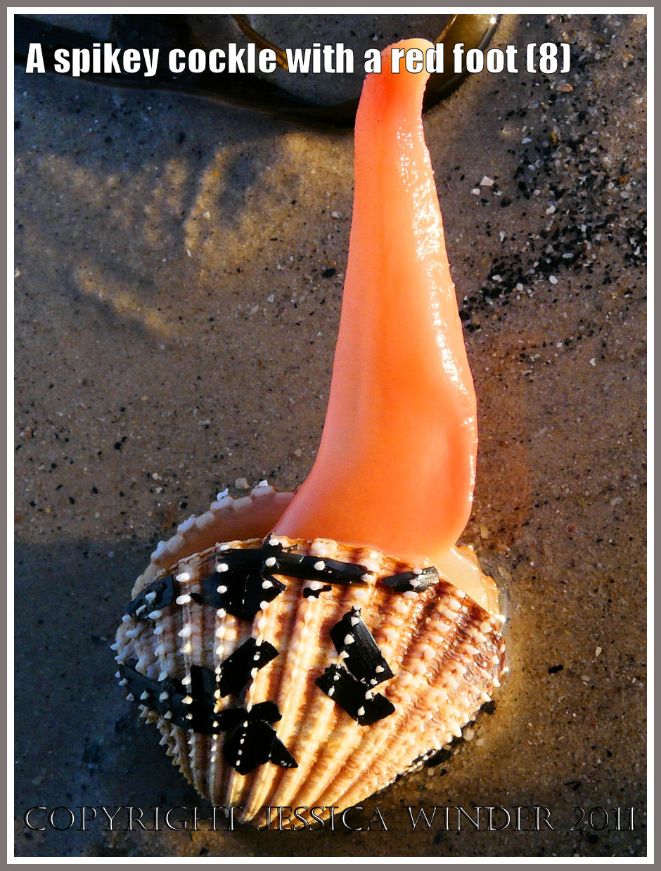 A spikey cockle with a red foot – Jessica's Nature Blog