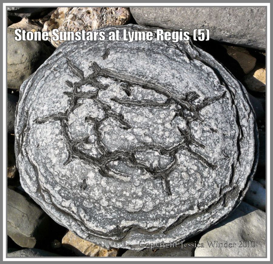 Stone Sunstars at Lyme Regis – Jessica's Nature Blog