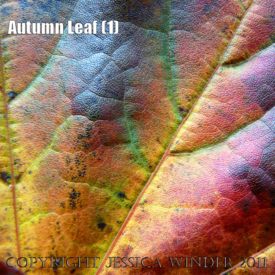 Autumn Leaves Part 1 – Jessica's Nature Blog