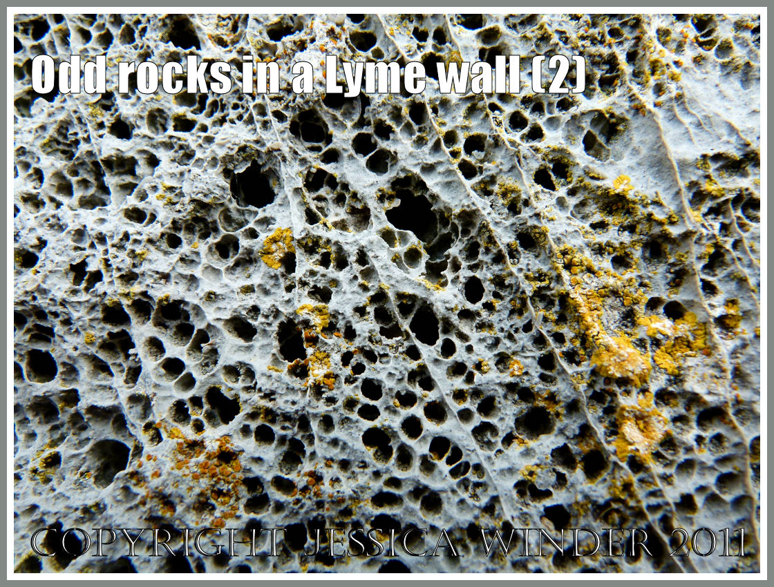 Curious sea-wall rocks at Lyme Regis – Jessica's Nature Blog