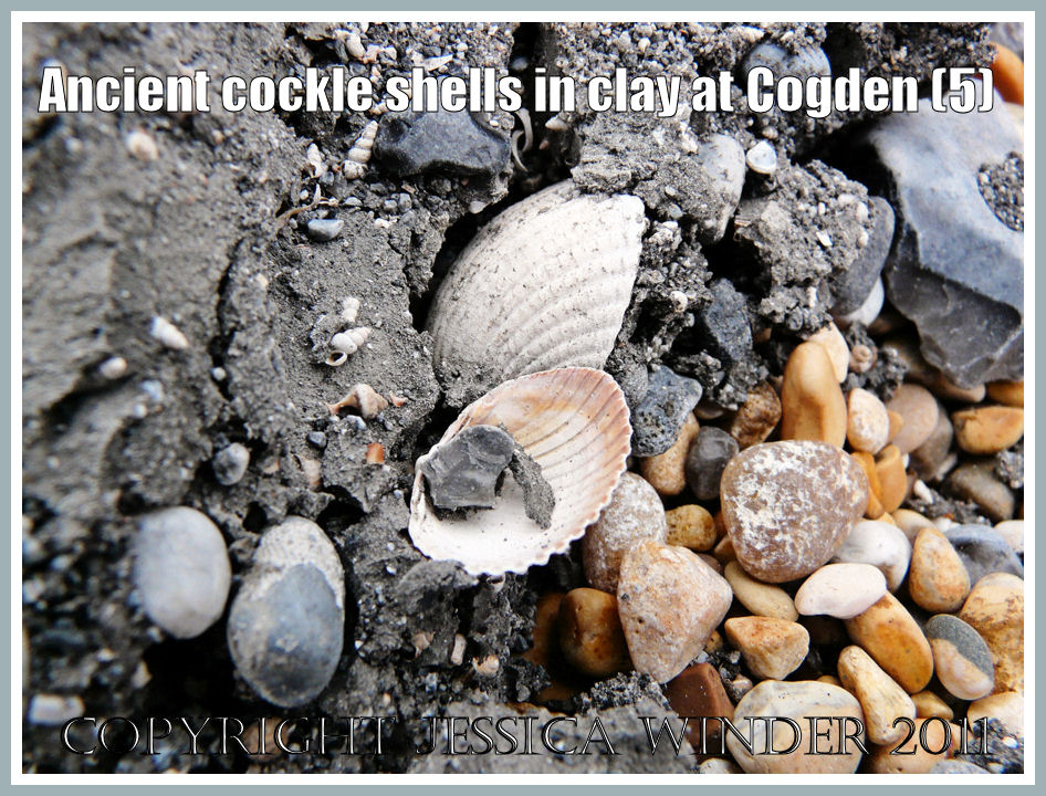 6,000 year old seashells at Cogden Beach – Jessica's Nature Blog