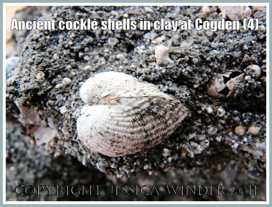 6,000 year old seashells at Cogden Beach – Jessica's Nature Blog