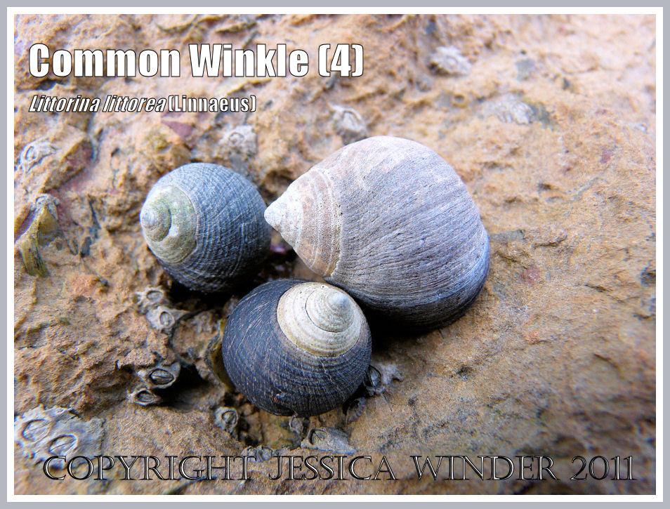 Common Winkles – Jessica's Nature Blog