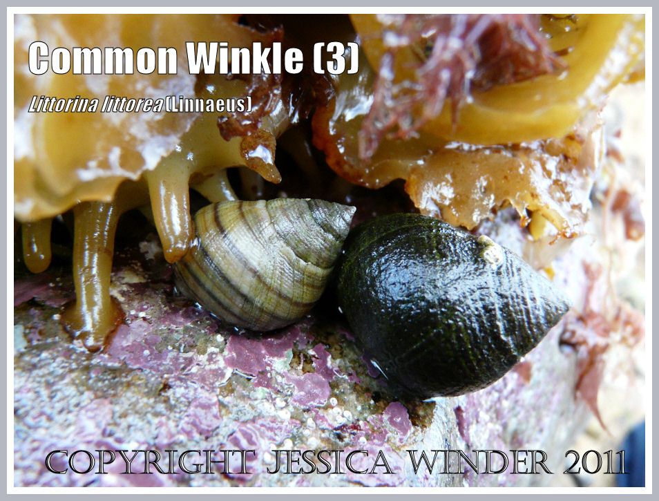 Common Winkles – Jessica's Nature Blog