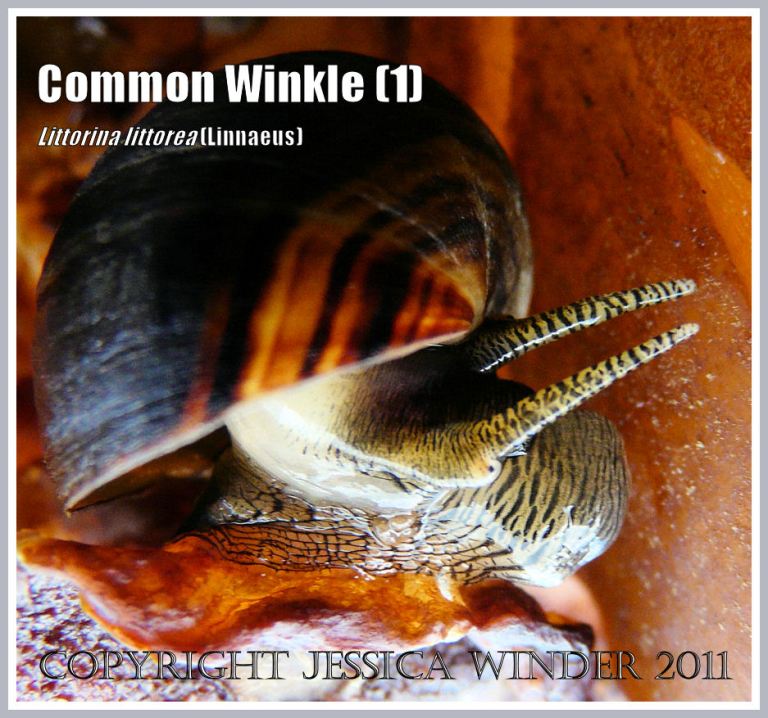 Common Winkles – Jessica's Nature Blog