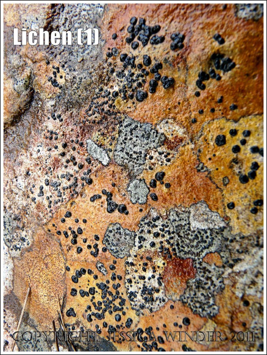 Six abstract patterns with Lichen – Jessica's Nature Blog