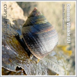 Common Winkles – Jessica's Nature Blog