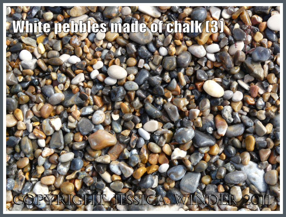 White pebbles made of chalk – Jessica's Nature Blog