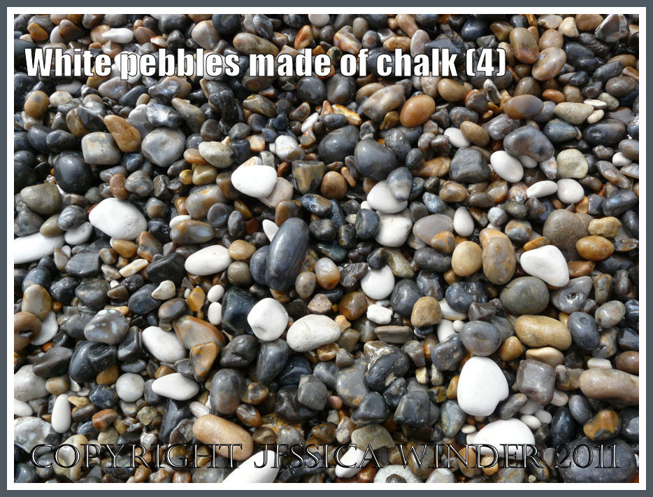 White pebbles made of chalk – Jessica's Nature Blog