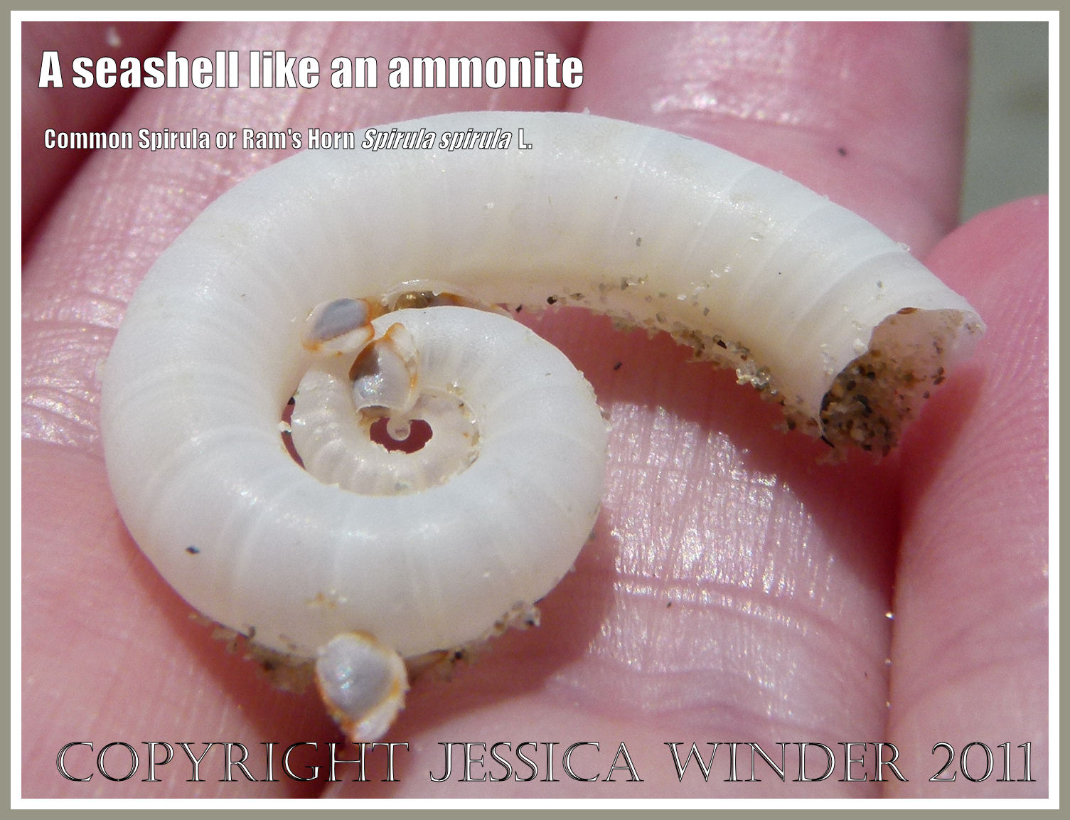 A seashell like an ammonite – Jessica's Nature Blog