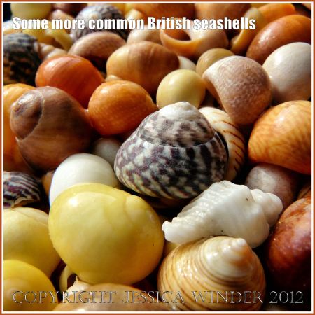 Some more common British seashells – Jessica's Nature Blog