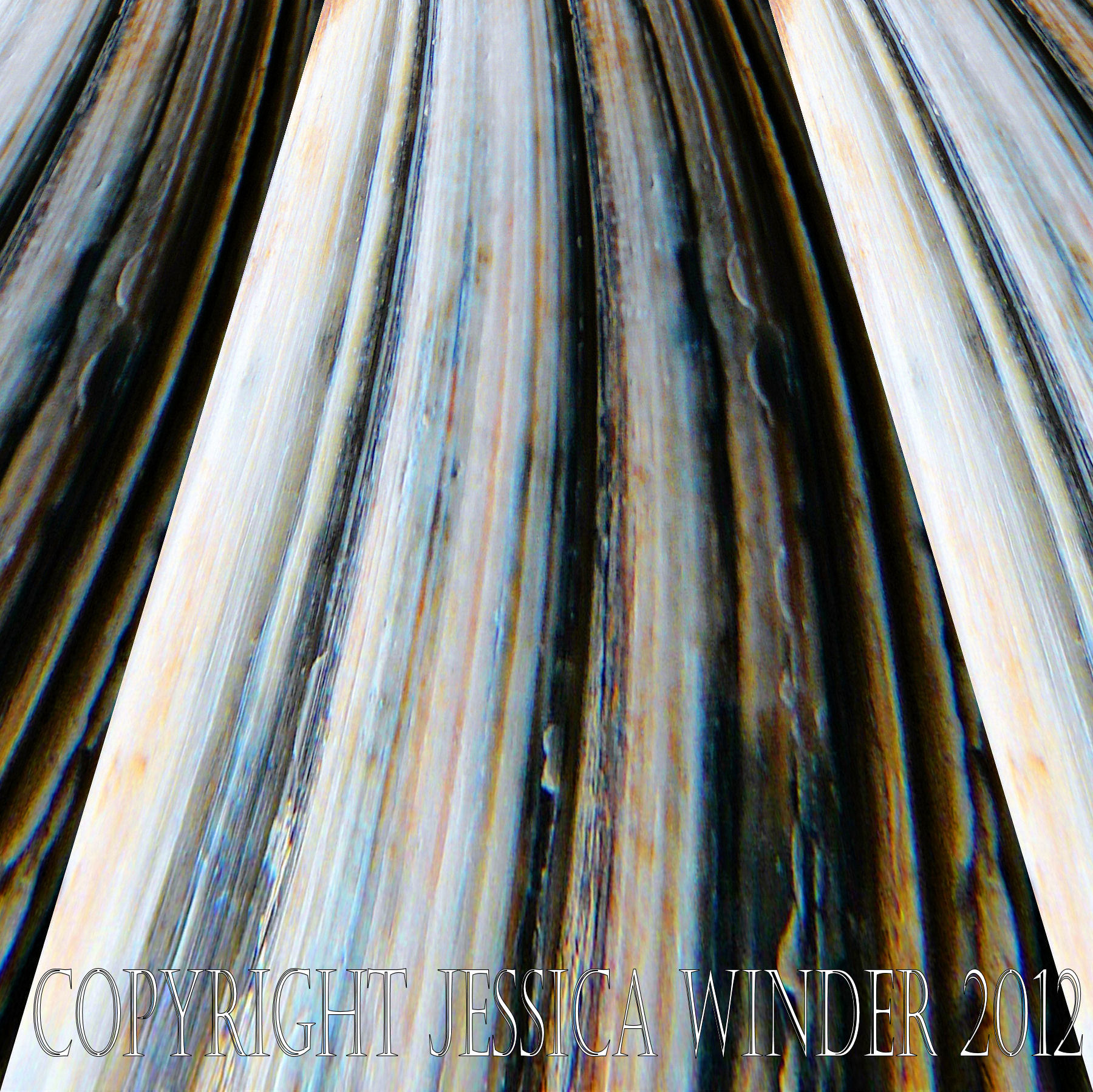 Shelly Perspective 03 – Digitally altered macro photograph of the ...