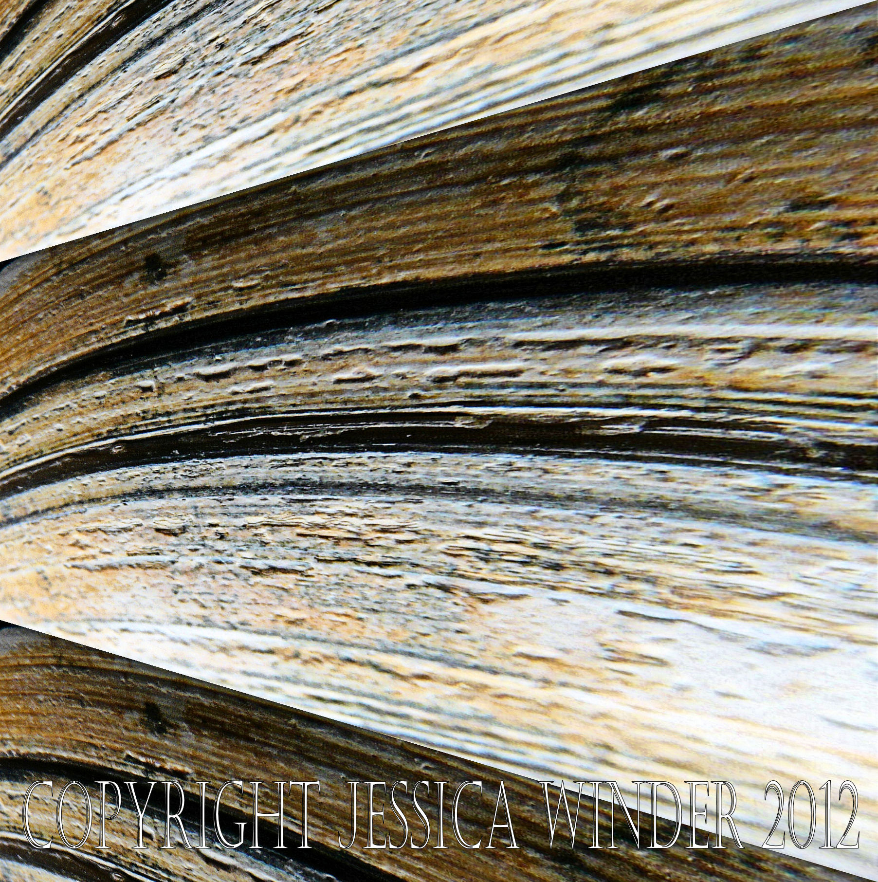 Shelly Perspective 07 – Digitally altered macro photograph of the ...