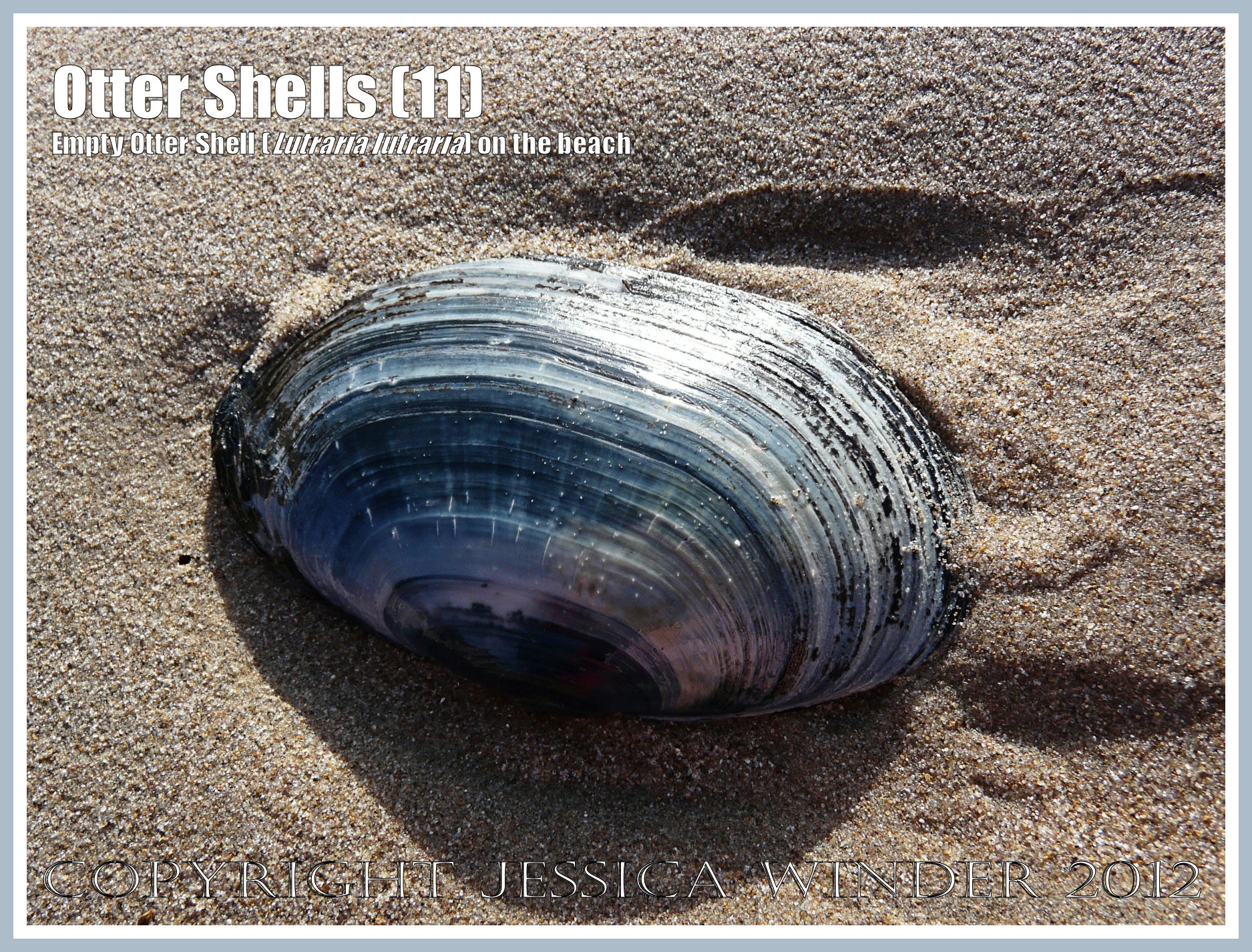 Otter Shell – what is it? – Jessica's Nature Blog