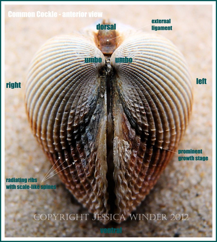 Parts of the shell – Common Cockle – Jessica's Nature Blog