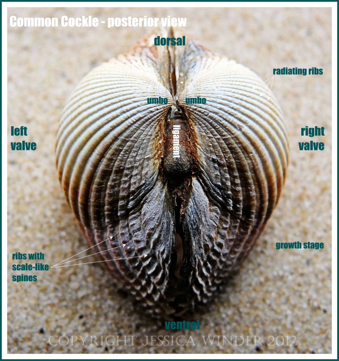 Parts of the shell – Common Cockle – Jessica's Nature Blog