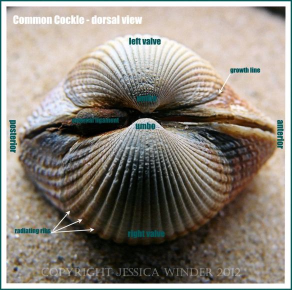 Parts of the shell – Common Cockle – Jessica's Nature Blog