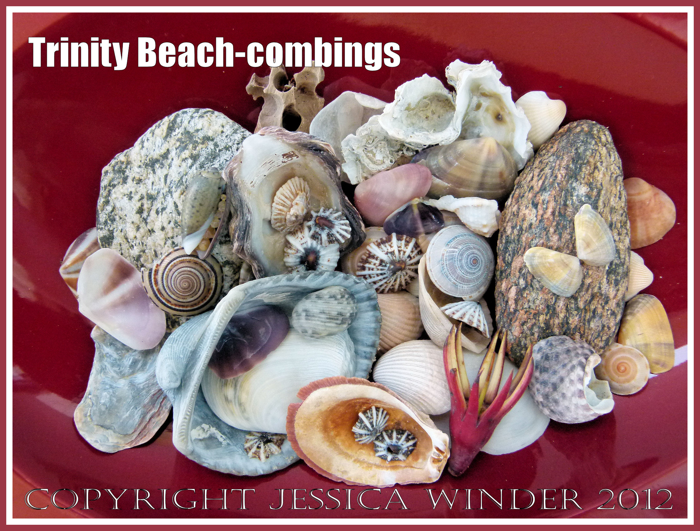 Trinity Beach-combings – Jessica's Nature Blog