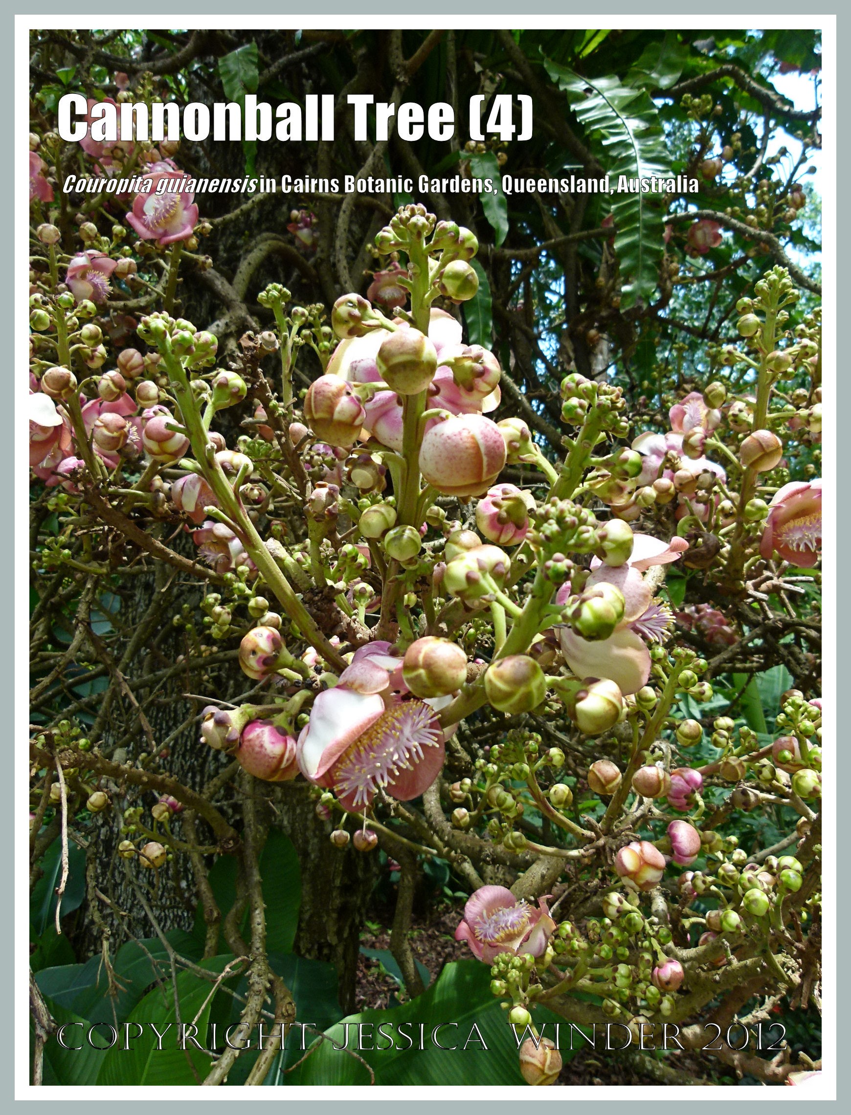 Cannonball Tree – Jessica's Nature Blog