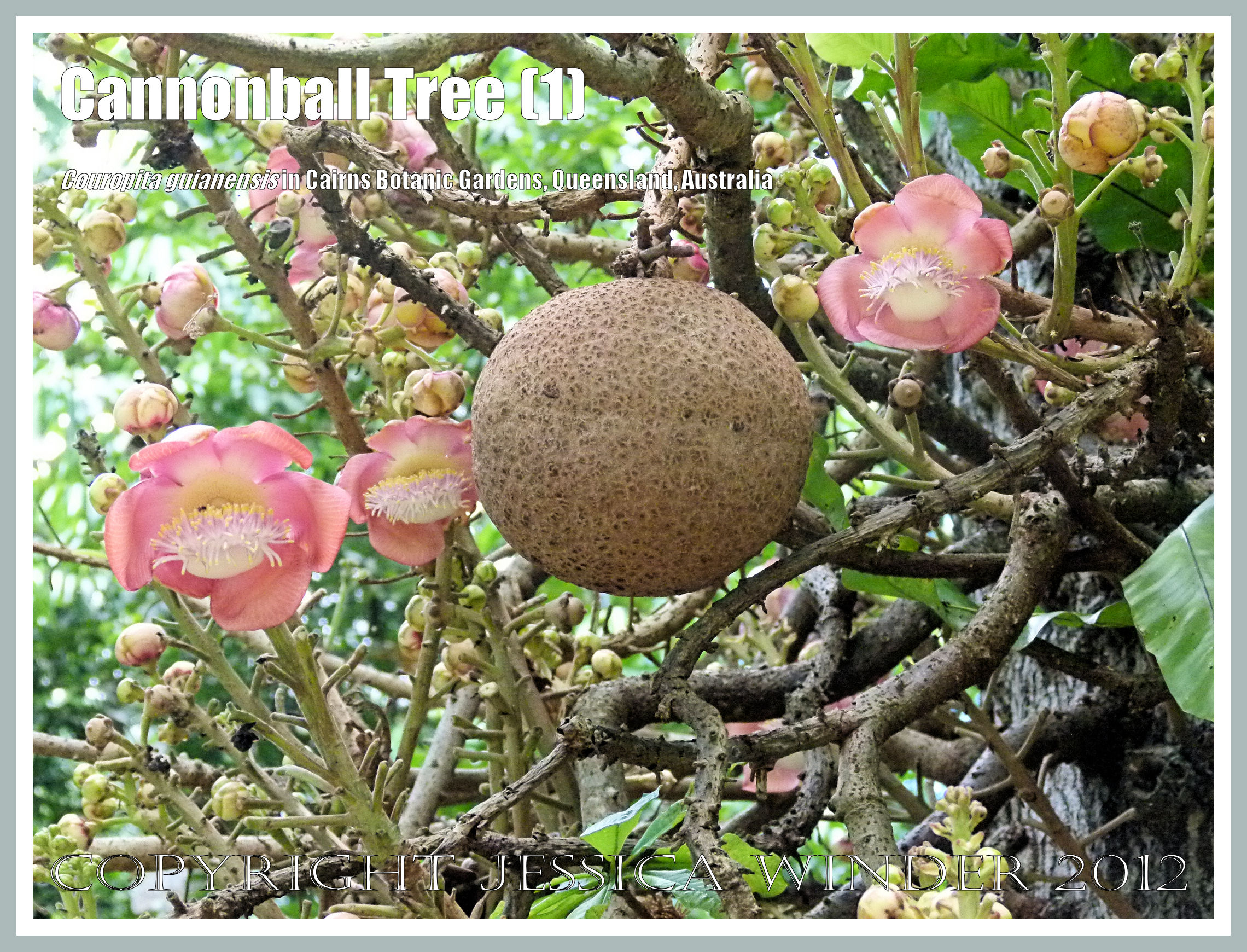 Cannonball Tree – Jessica's Nature Blog