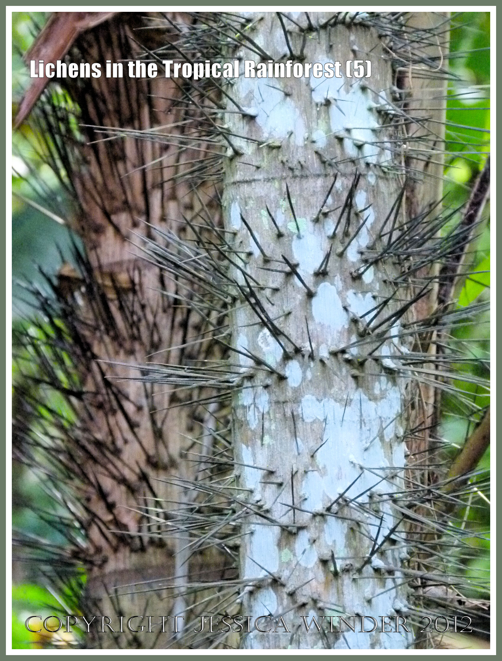Lichens in the Tropical Rainforest (5) – Jessica's Nature Blog