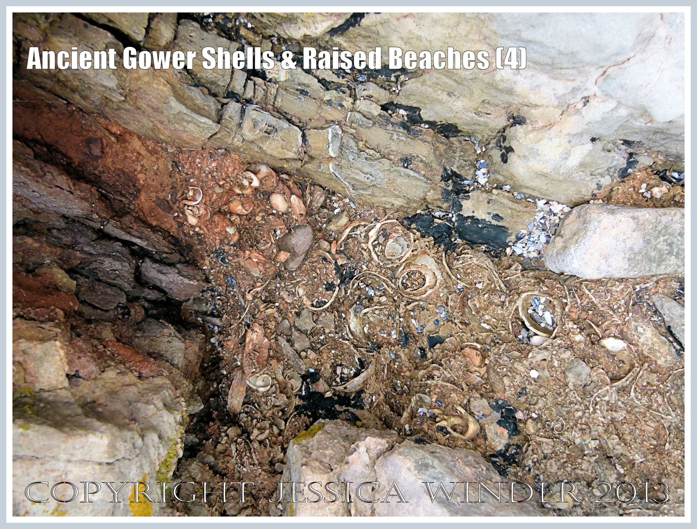 Ancient Gower Shells & Raised Beaches – Jessica's Nature Blog